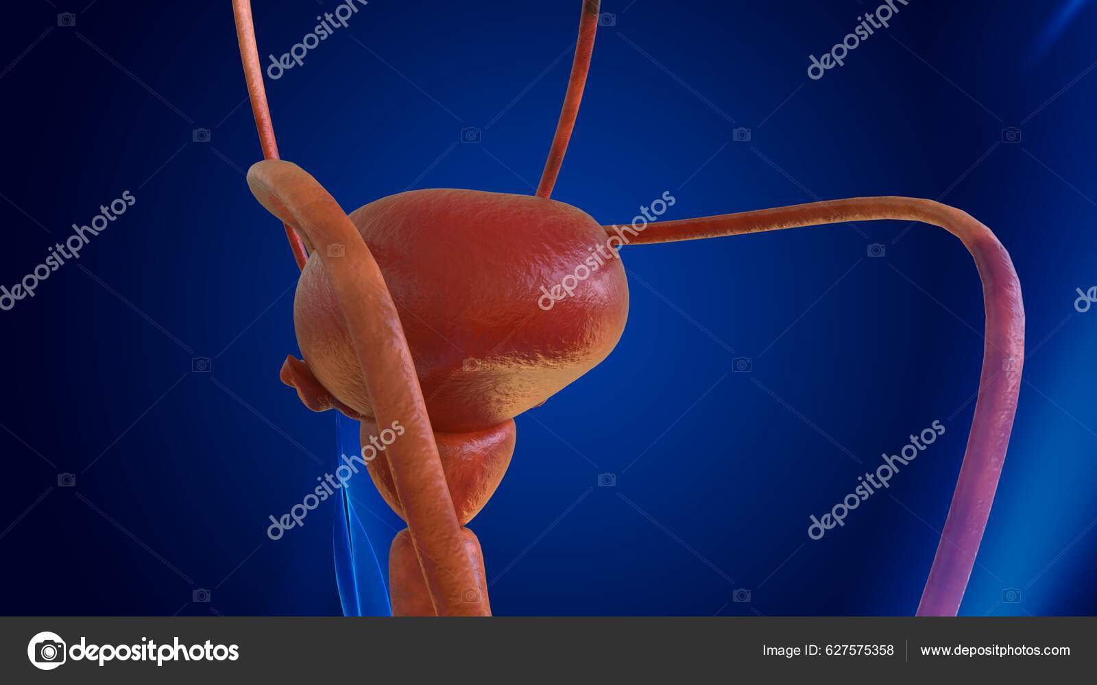 Anatomía Vejiga Urinaria Humana Para Concepto Médico Ilustración: fotografía de stock © My_box ...