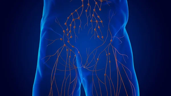 Human Damage Lymph Nodes Anatomy Medical Concept Illustration Stock ...