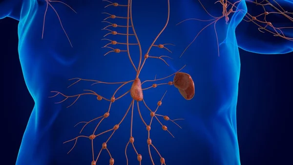 Human Damage Lymph Nodes Anatomy Medical Concept Illustration Stock ...