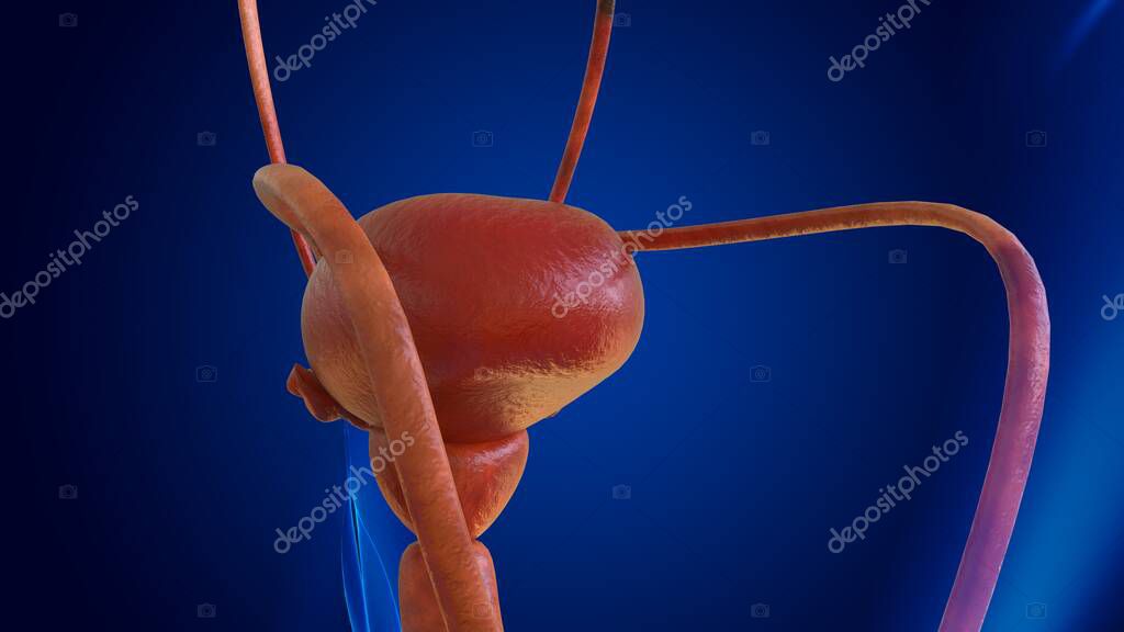 Anatomía de la vejiga urinaria humana para concepto médico Ilustración 3D 2025