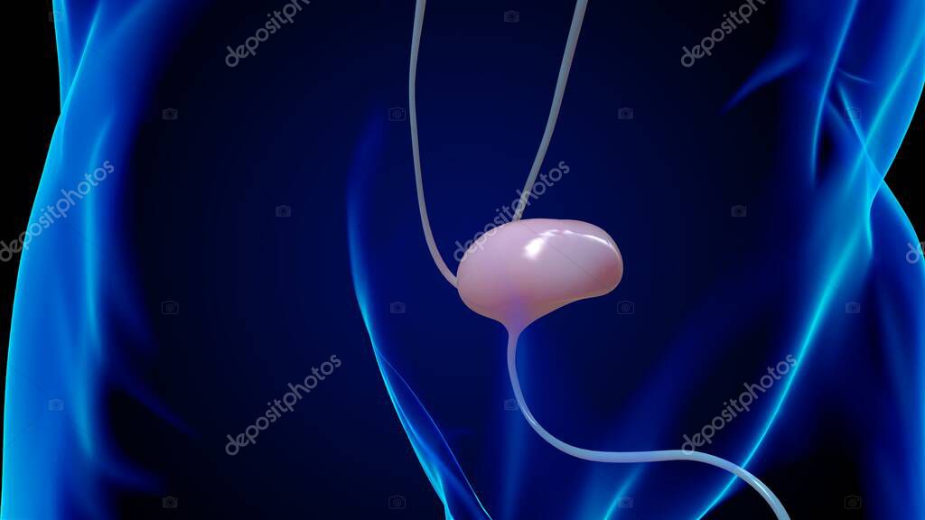 Anatomía de la vejiga urinaria humana para concepto médico Ilustración 3D 2023