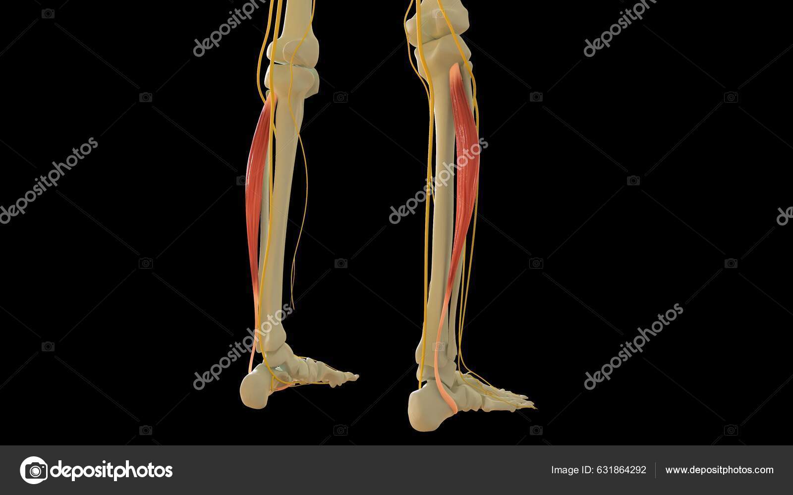 Fibularis Longus Peroneus Longus, Brevis And Tertius – Pain