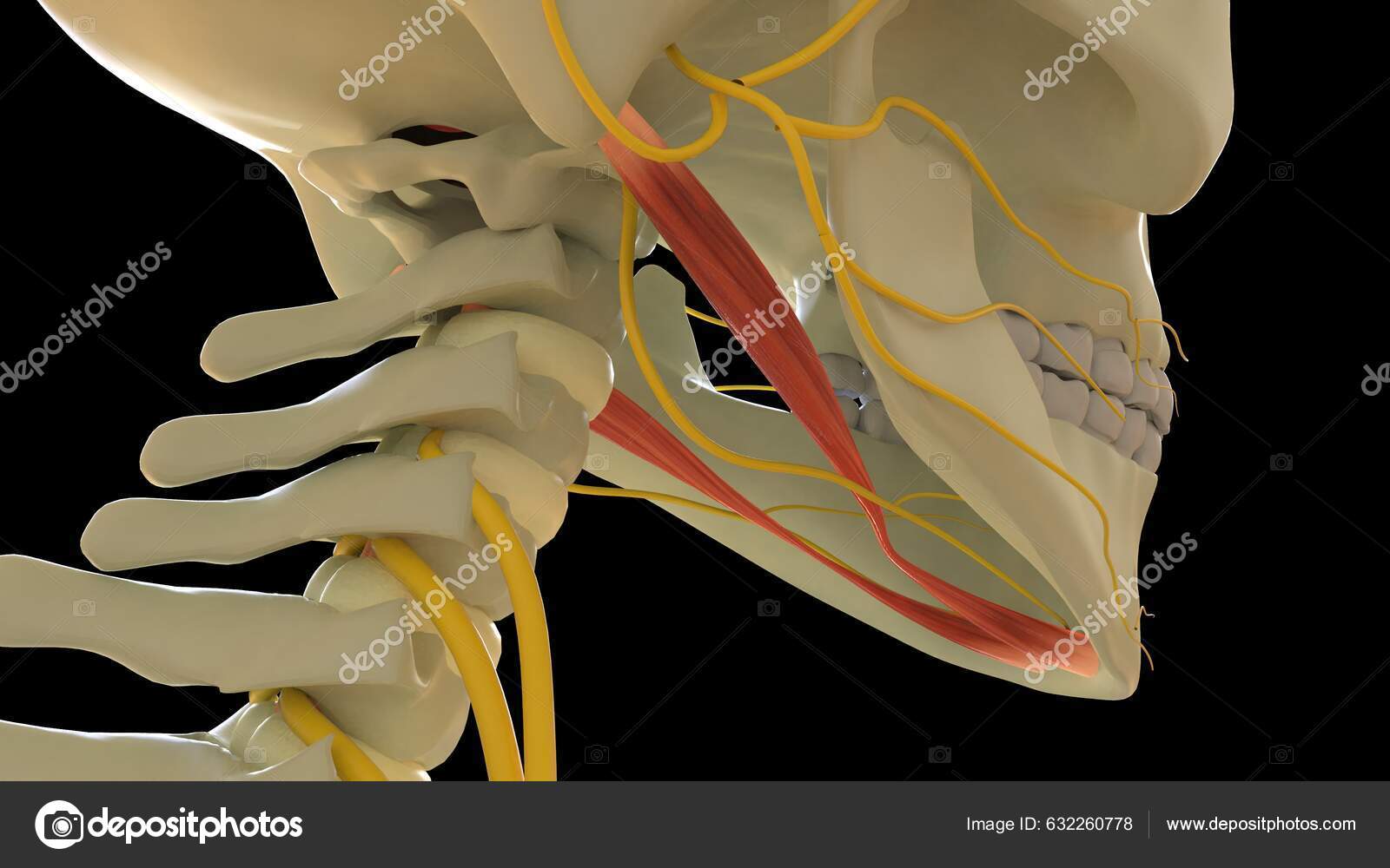 Stylohyoid Muscle Labeled