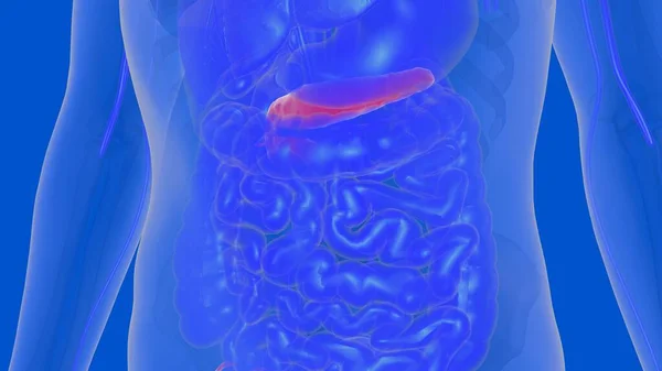 Human Pancreas Images - Search Images on Everypixel