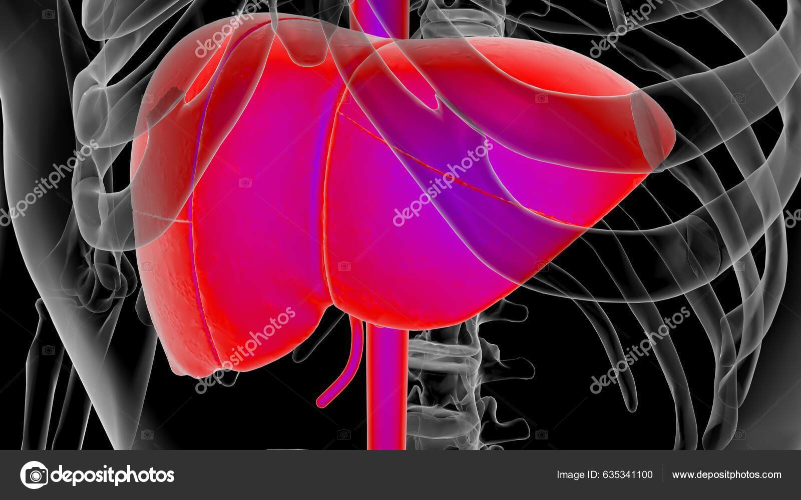 Human Anatomy Internal Organs Liver Anatomy Medical Concept ...