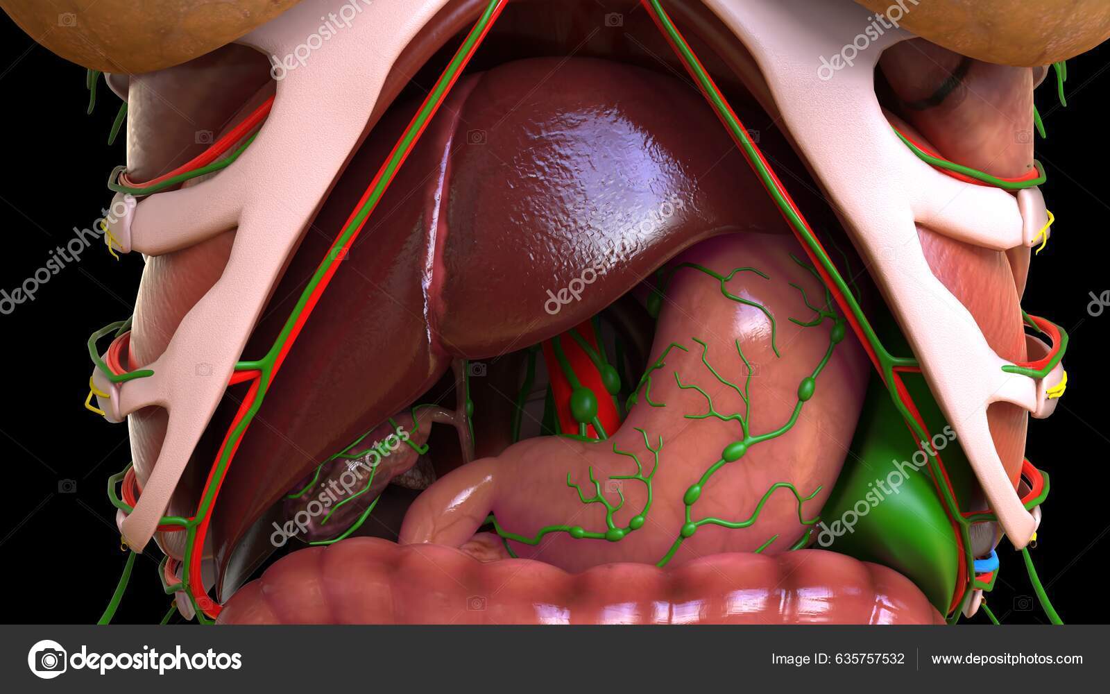 Human Anatomy Internal Organs Liver Anatomy Medical Concept ...