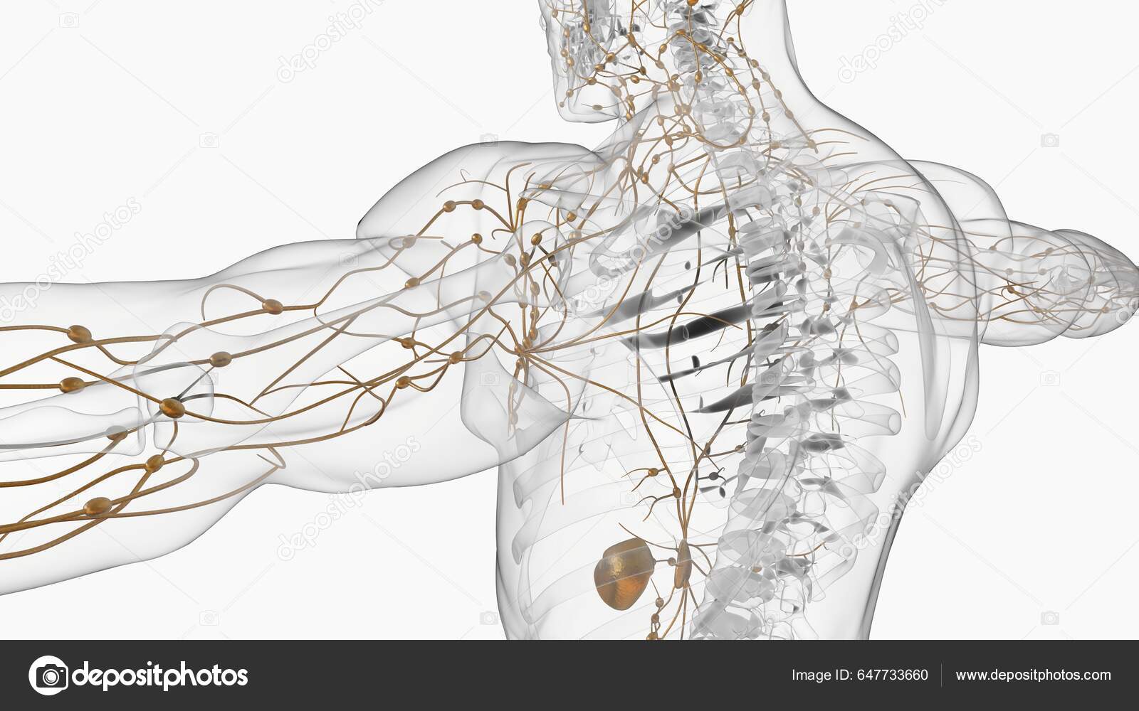Human Lymph Nodes Anatomy Medical Concept Illustration Stock Photo by ...