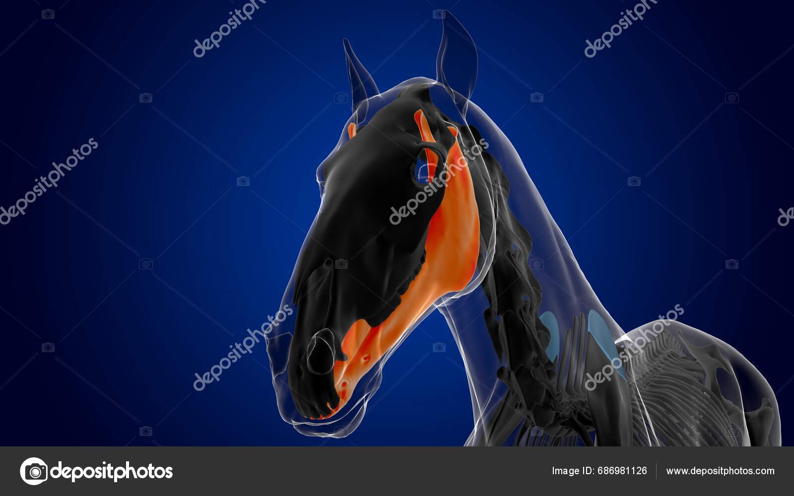Mandible Bone Horse Skeleton Anatomy Medical Concept Rendering — Stock ...