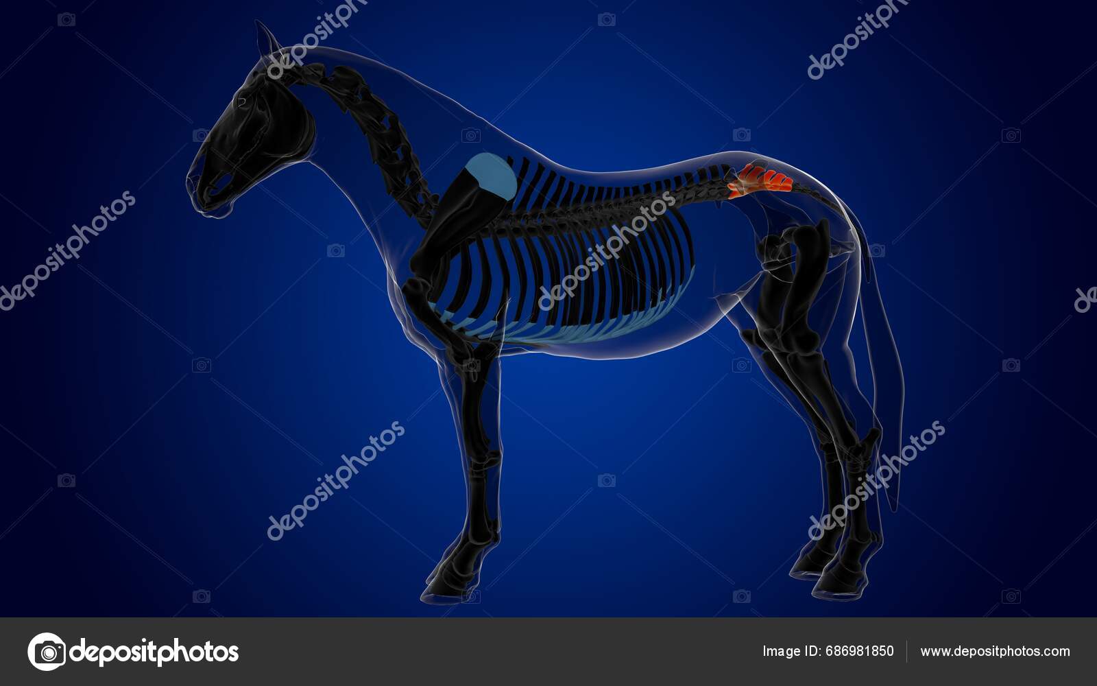 Sacral Vertebrae Bone Horse Skeleton Anatomy Medical Concept Rendering ...