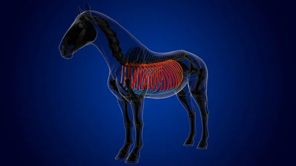 Horse anatomy Stock Photos, Royalty Free Horse anatomy Images ...
