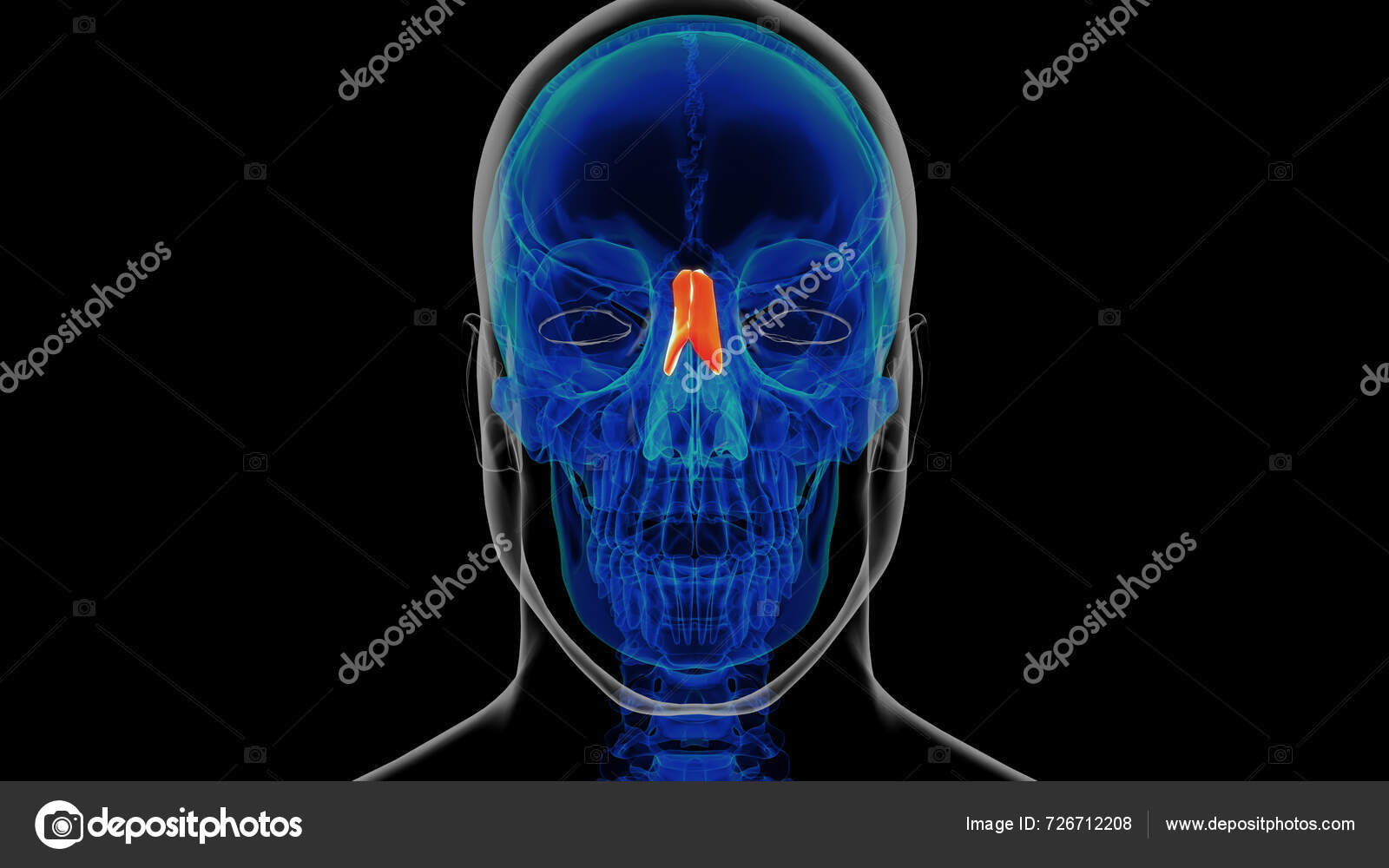 Human Skeleton Nasal Bone Anatomi Illustration — Foto Stok © My_box_pra ...