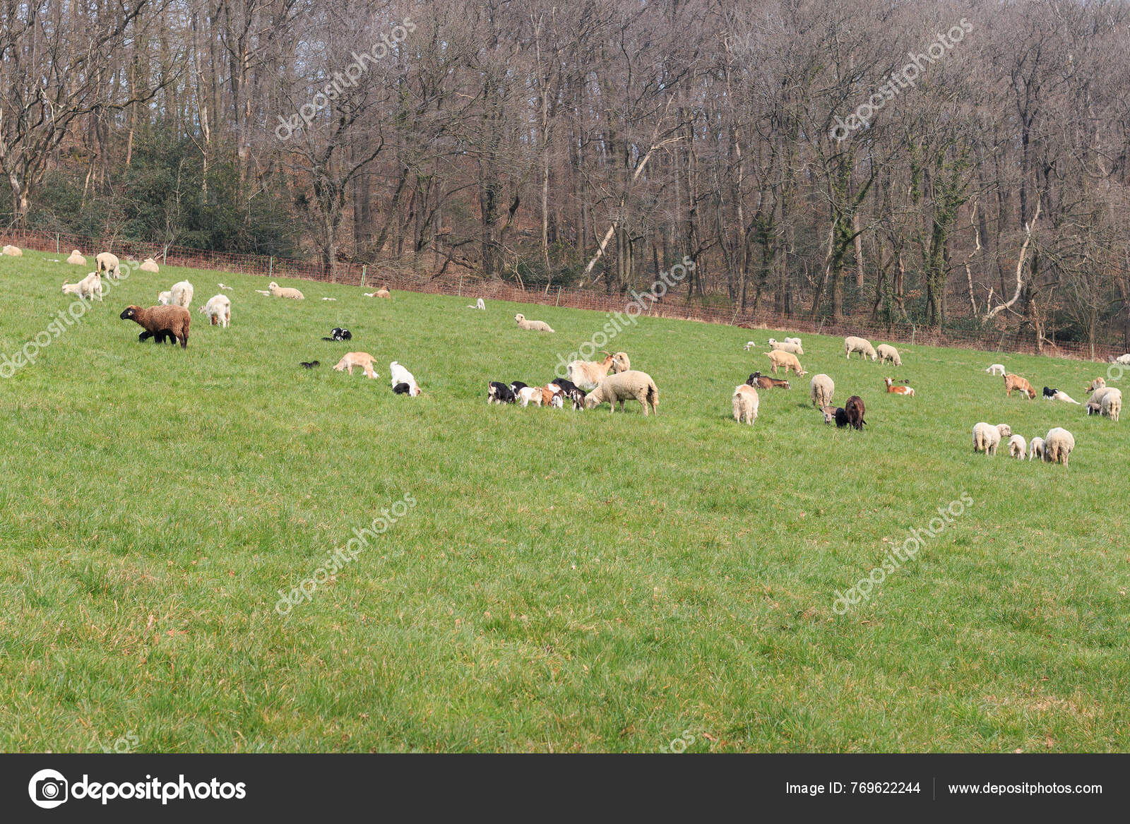 Sheep Grazing Field Early Spring Germany Concept Domestic Animals Wild ...