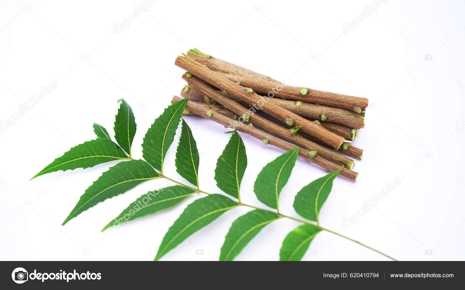 Neem Fruit Neem Sticks Neem Leaf Isolated White Background Neem Stock ...
