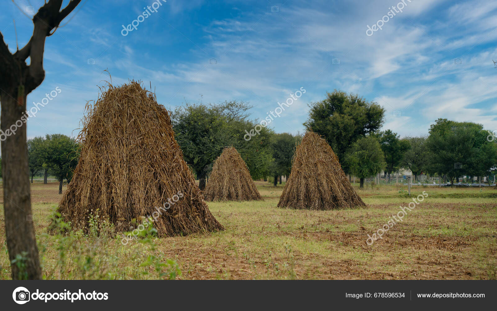 Millet Wheat Crop Bundles Crop Holding Field Dryness Ready Harvesting ...