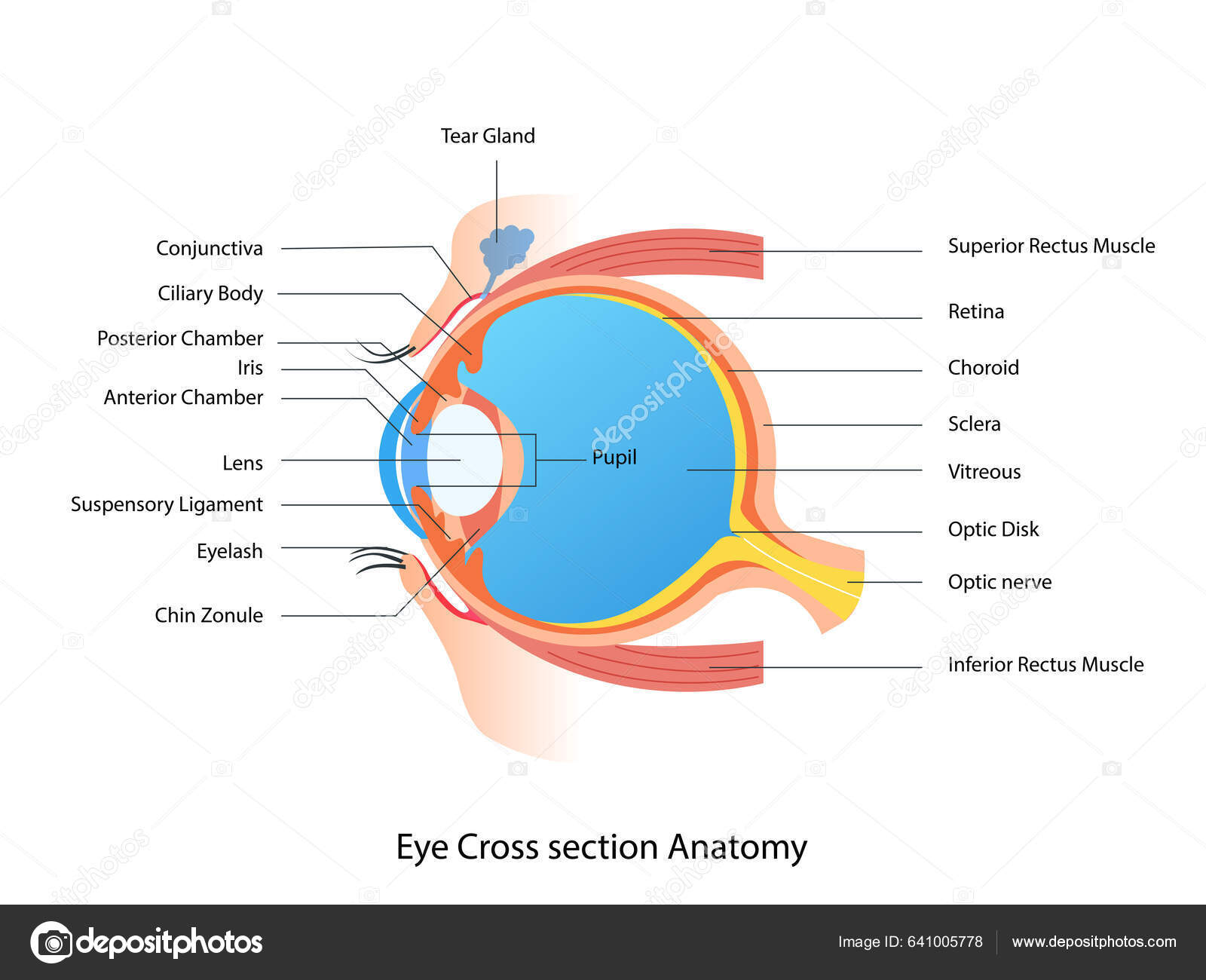 Eye Cross Section Anatomy Human Eye Structure Scheme Medical ...