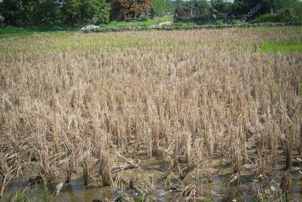Rural landscape straw stubbles after rice field harvested, lush green ...