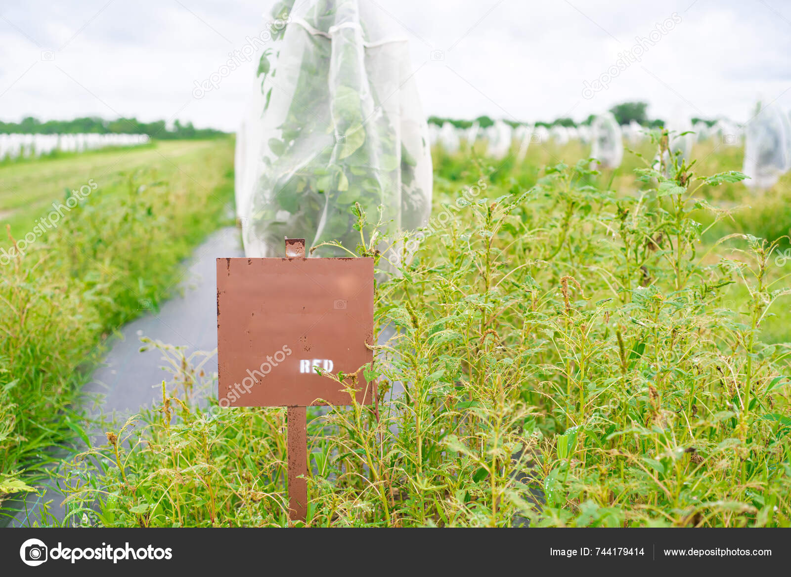 Red Grapefruit Farm Row Young Citrus Plant High Density Polyethylene ...