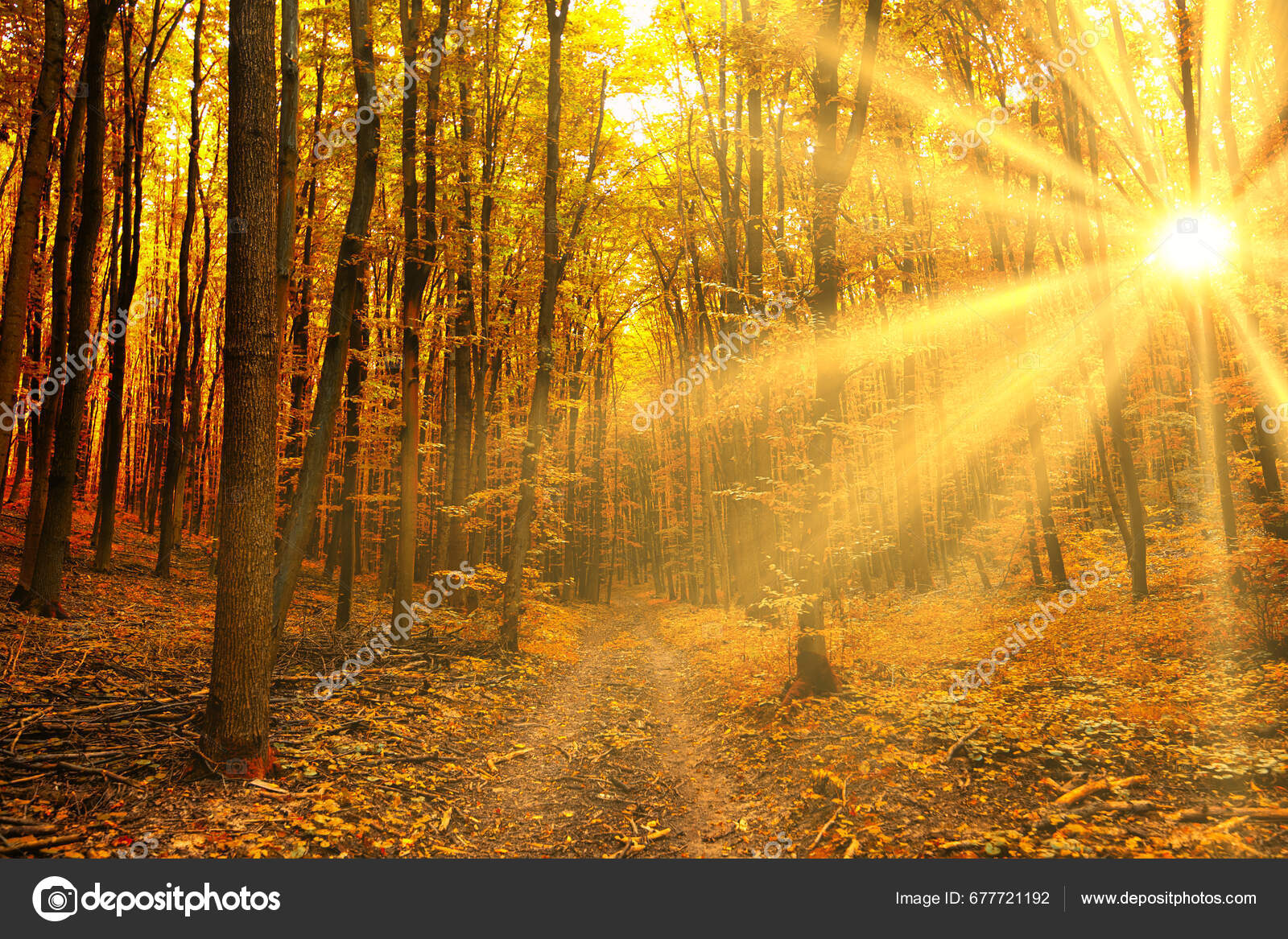 Magic Fall Glimpse Enchanted Forest — Stock Photo © maykal #677721192