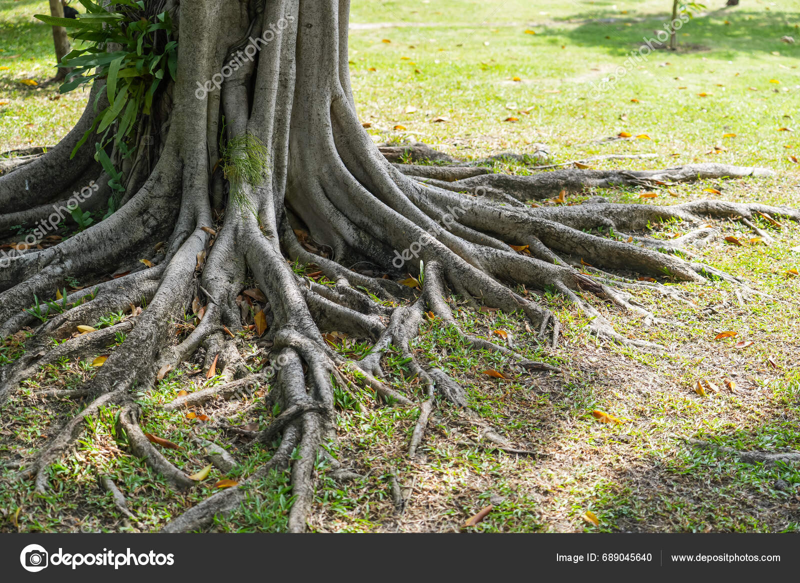 Roots Ficus Tree Which Appeared Ground — Stock Photo © aapsky #689045640