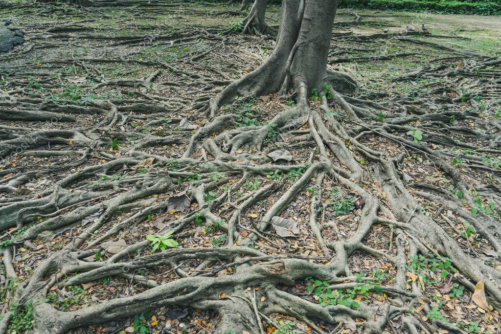 Las raíces del ficus, que aparecieron en el suelo 2025