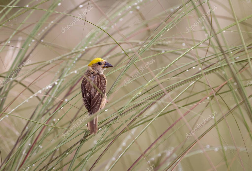 tejedor baya es un ave tejedora que se encuentra en todo el ...