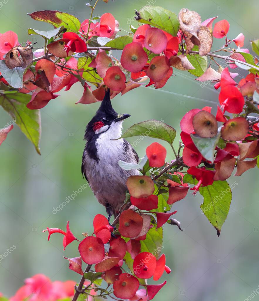bulbul de color rojo, o bulbul de cresta, es un ave paseriforme nativa ...