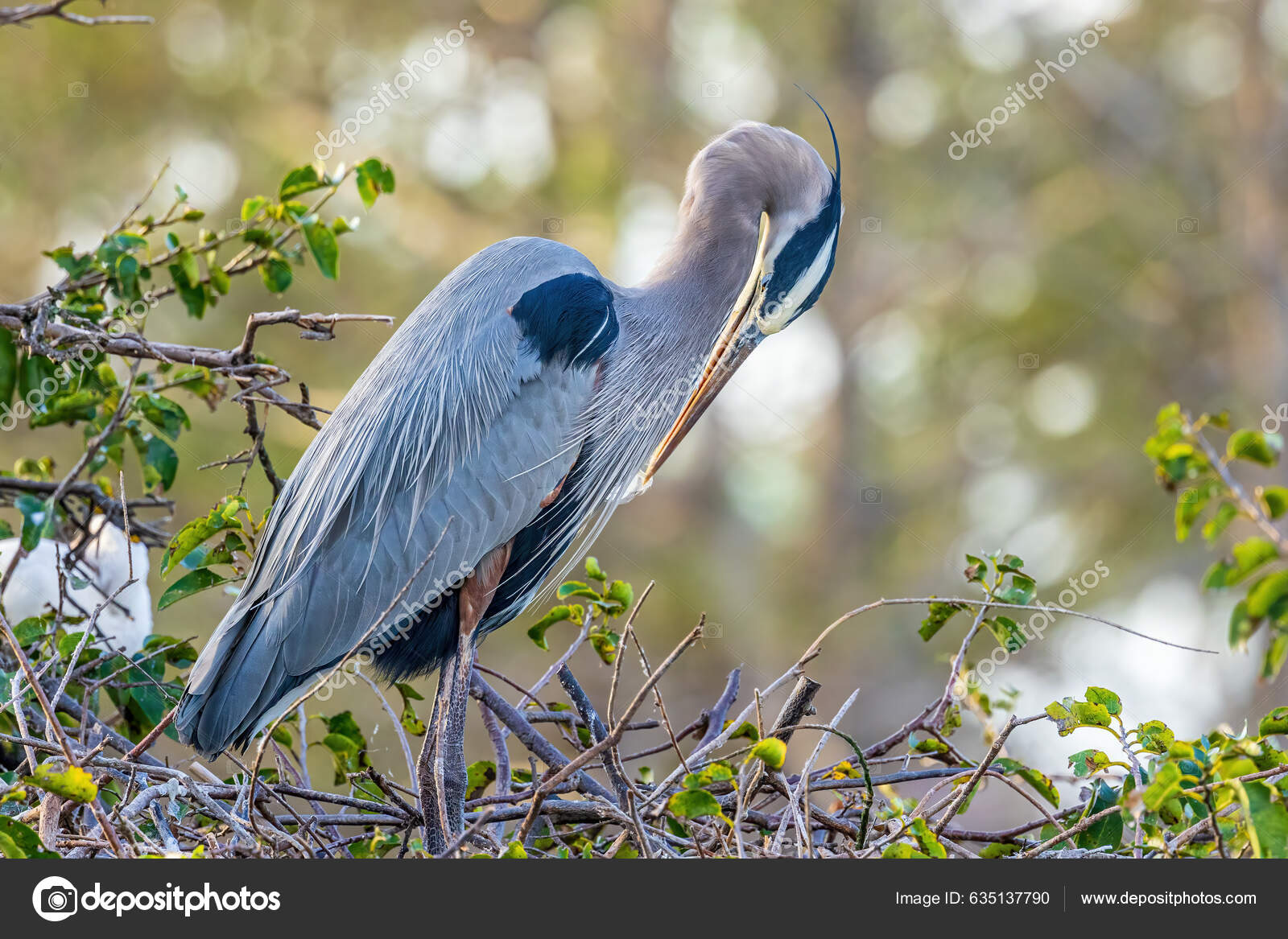 Grey Heron Easily Recognised Grey Backed Bird Long Legs Long Stock ...