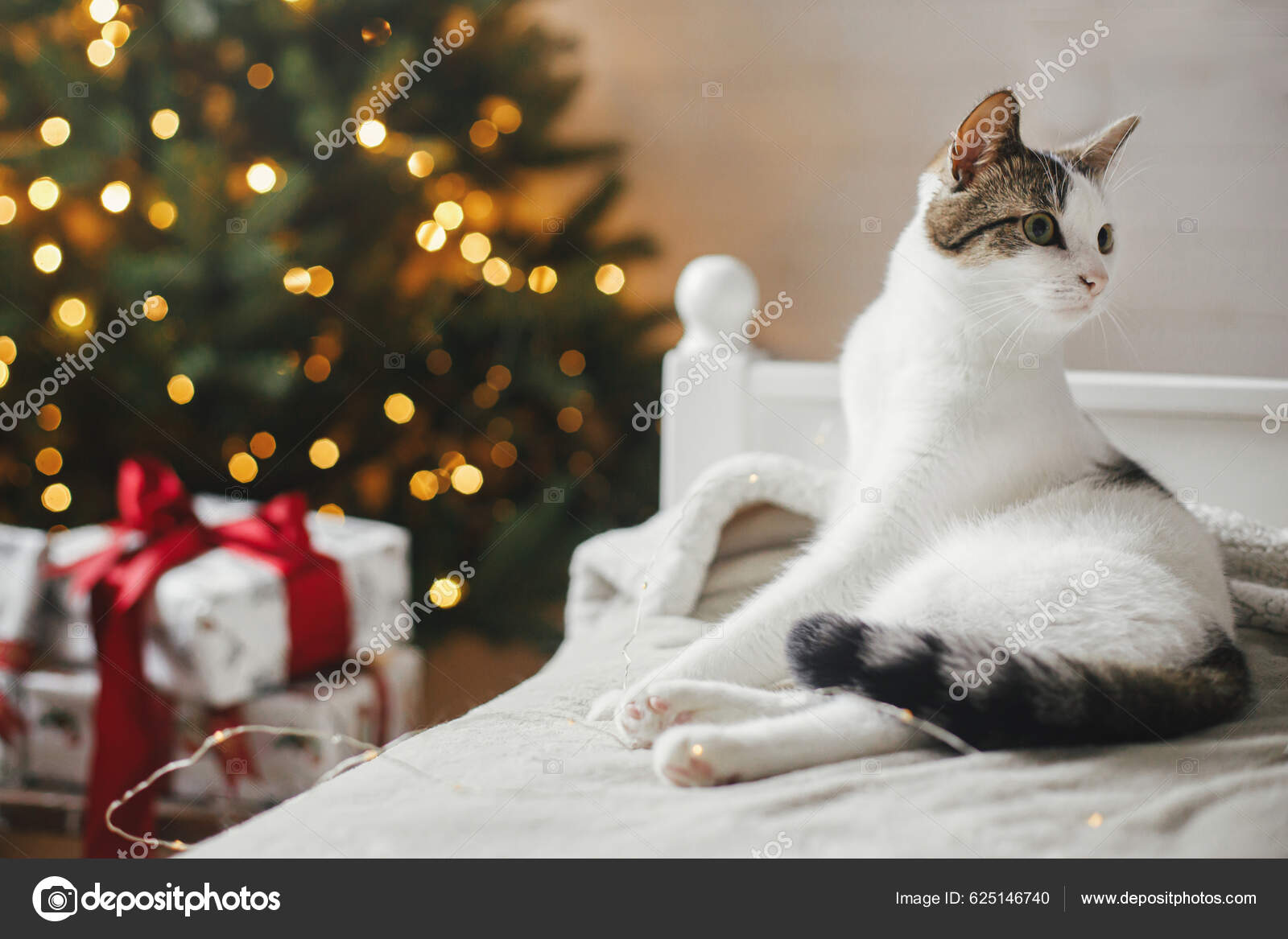 Christmas Lights Cat