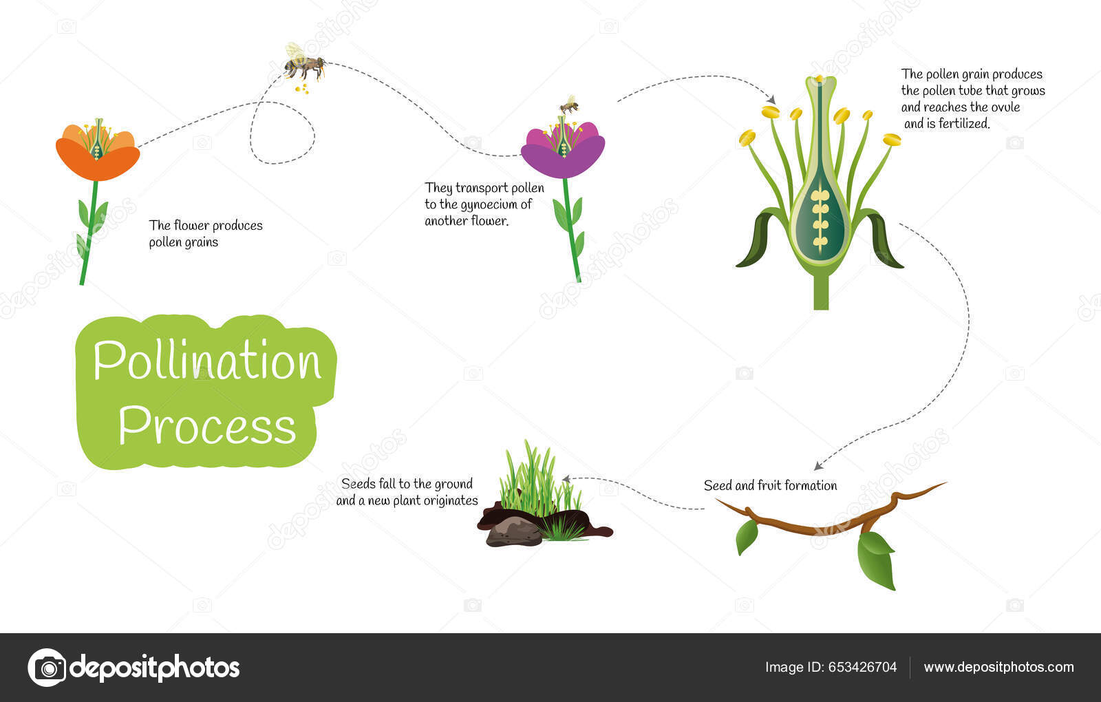 Infographic Important Pollination Process Performed Bees Icons White ...