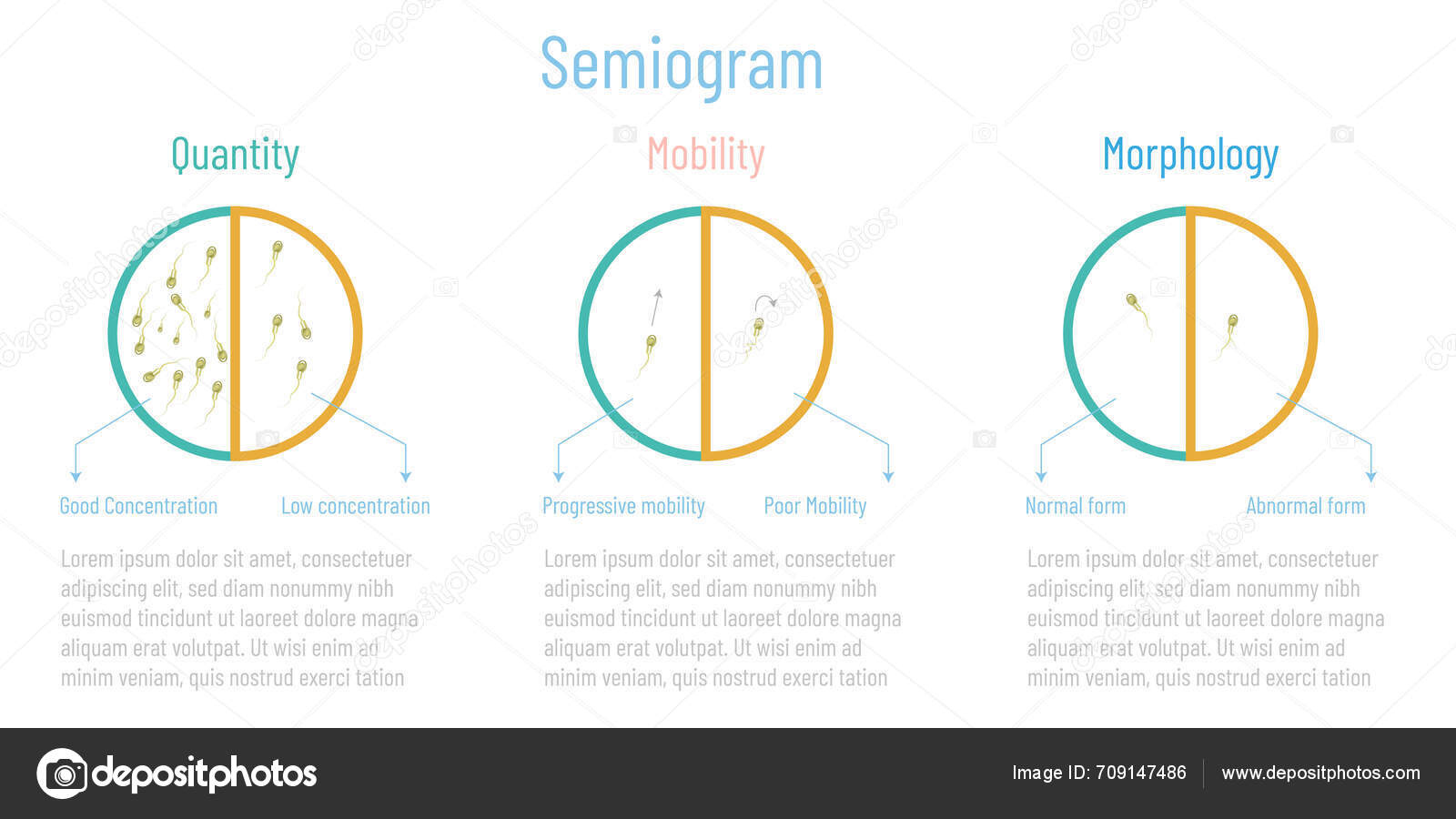 Seminogram Consists Studying Semen Quantity Morphology Mobility Stock ...