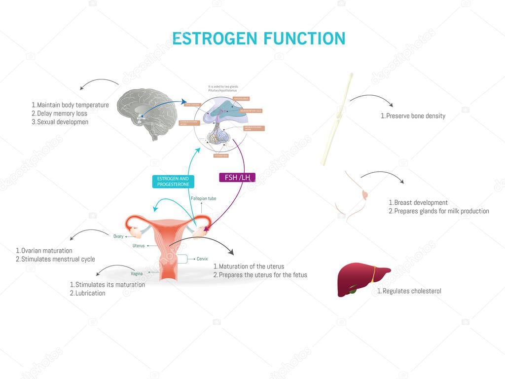 Ilustración detallada de la función del estrógeno en el cuerpo femenino ...