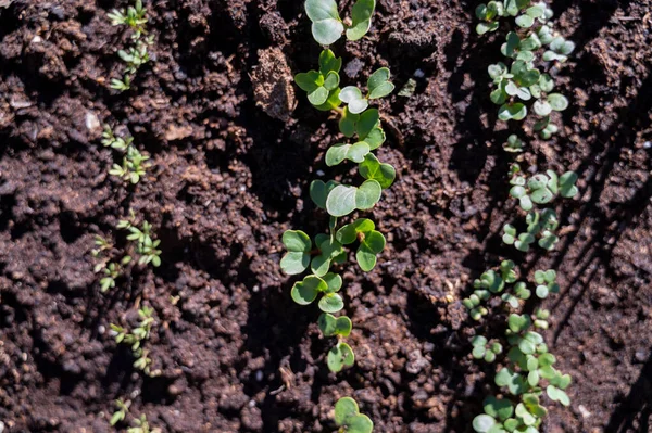 Young sprouts of vegetables on community garden bed at sunny day with ...