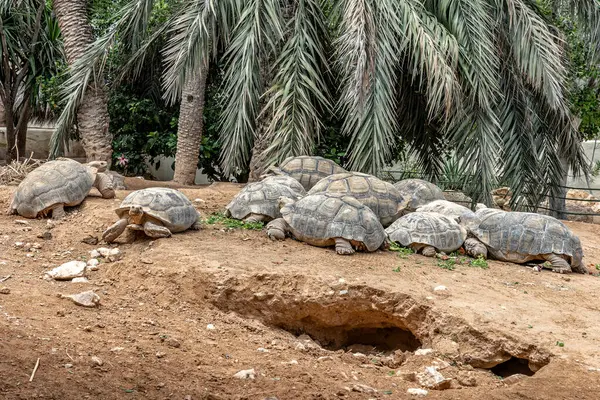 Arabian turtles Stock Photos, Royalty Free Arabian turtles Images ...