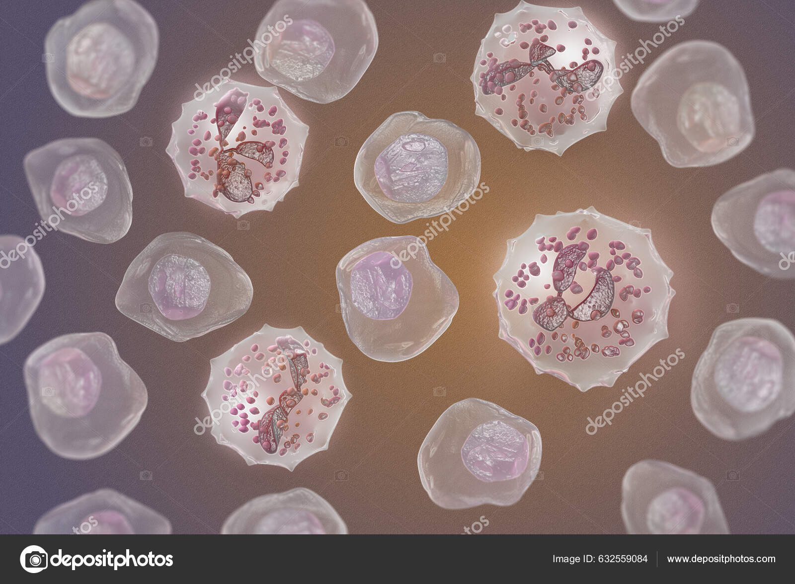 Segmented Neutrophil