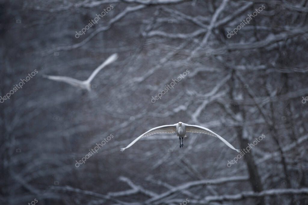 Gran garza junto a la orilla del río. Garza blanca están pescando ...