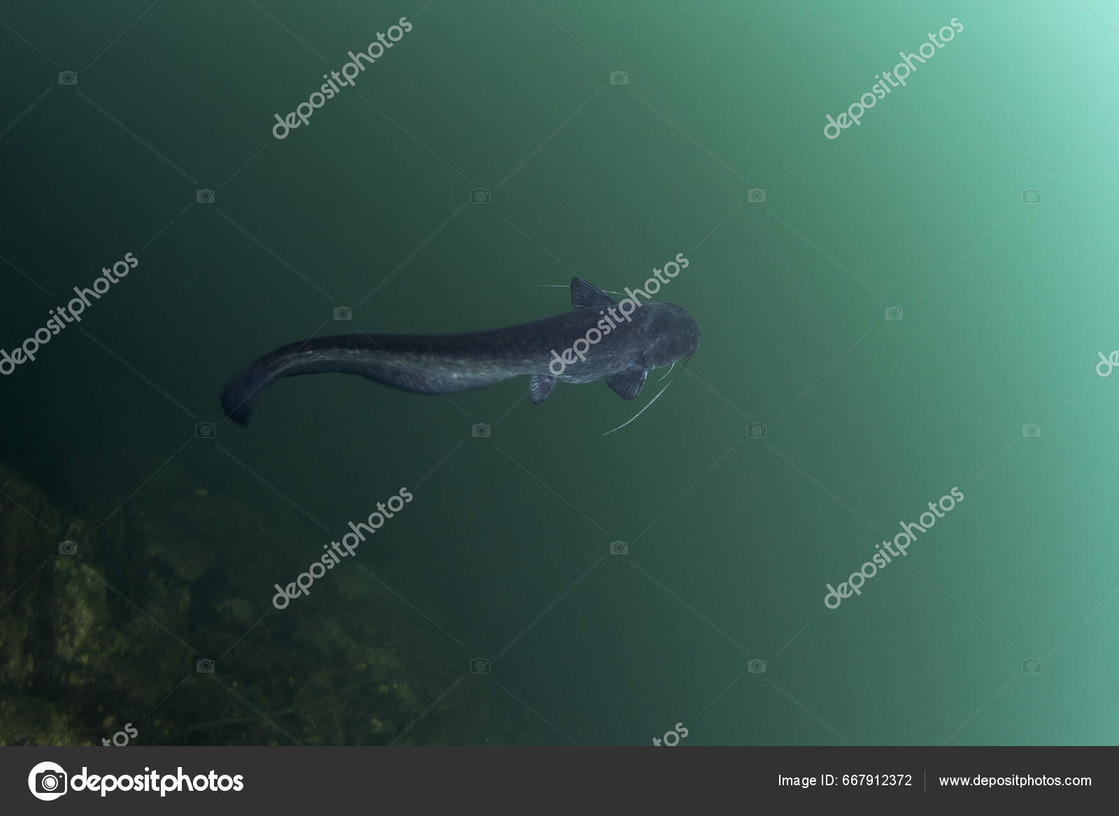Wels Catfish Surface Silurus Glanis Dive Lake European Fish Nature ...