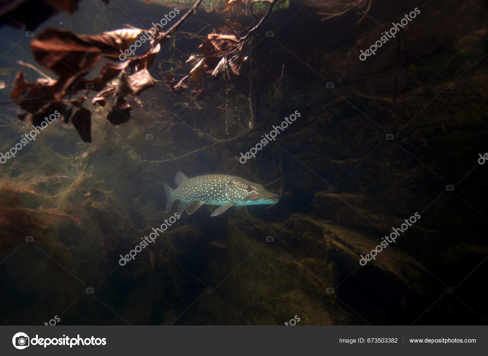 Northern Pike Surface Pike Day Dive Main Predator Lake Stock Photo by ...