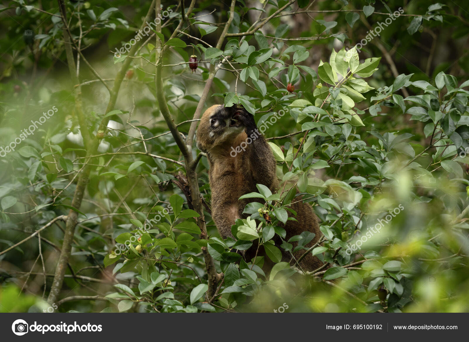 American Coati Feeding Forest Coatis Looking Food National Park Iguazu ...