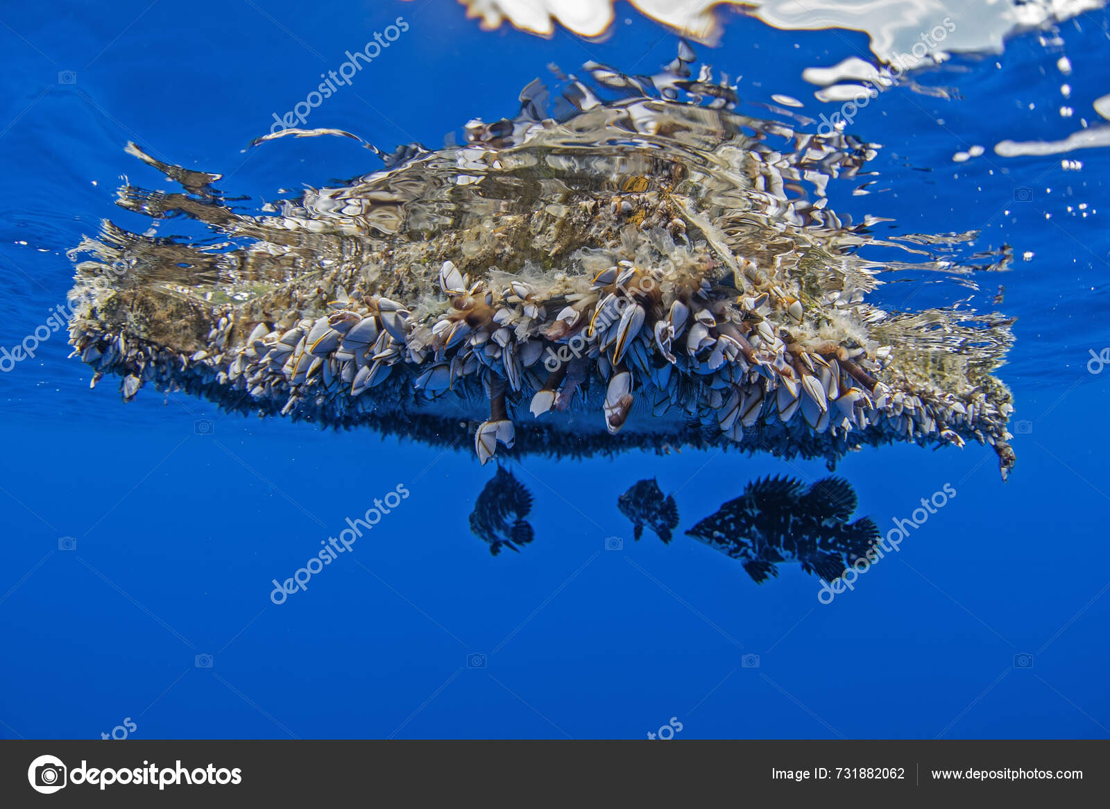 Atlantic Wreckfish Garbage Wrackbarsch Fish Hiding Rubbish Surface ...