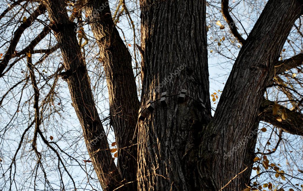 atado ramas principales en la corona del olmo. el arborista ató las ...