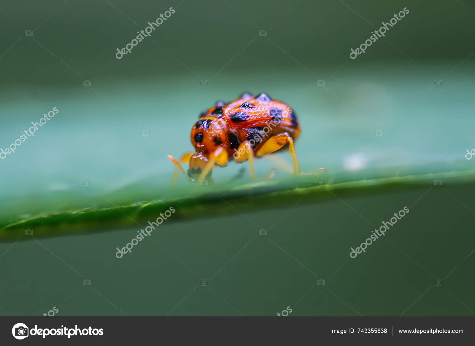 Close Orange Spotted Weevil Agomadaranus Pardaloides Green Leaf Weevil ...
