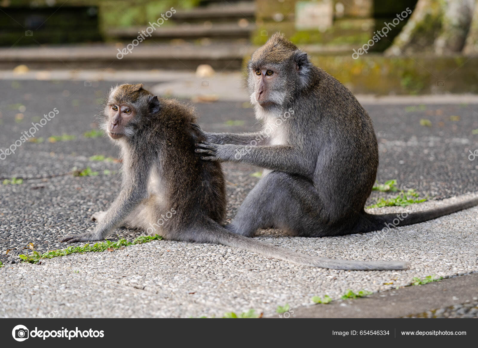 Retrato Dos Monos Sentados Bosque Monos Sangeh Bali Indonesia ...