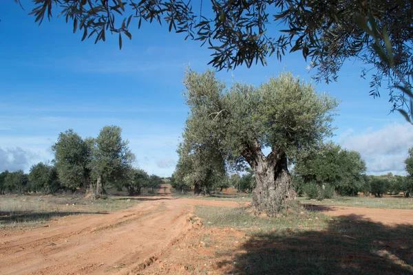 El olivar images libres de droit, photos de El olivar | Depositphotos