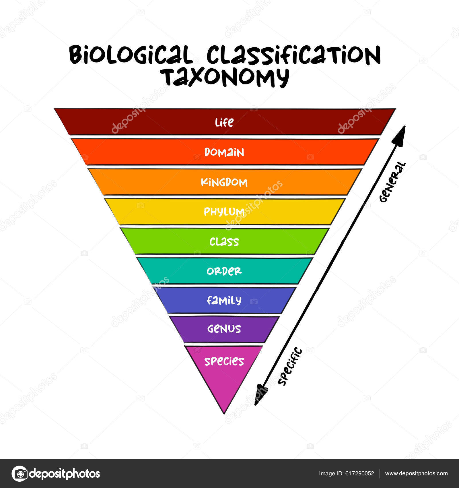 Clasificación Biológica Rango Taxonómico Nivel Relativo Grupo Organismos Taxón Una vector ...