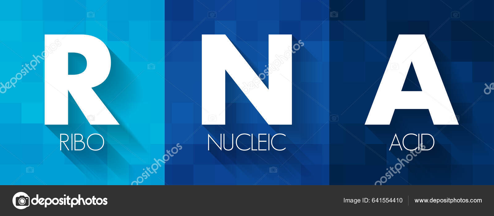 Arn Ácido Ribonucleico Molécula Polimérica Esencial Diversos Roles ...