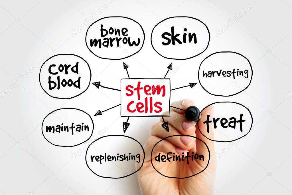 Mapa mental de Stem Cells, concepto médico para presentaciones e informes 2023