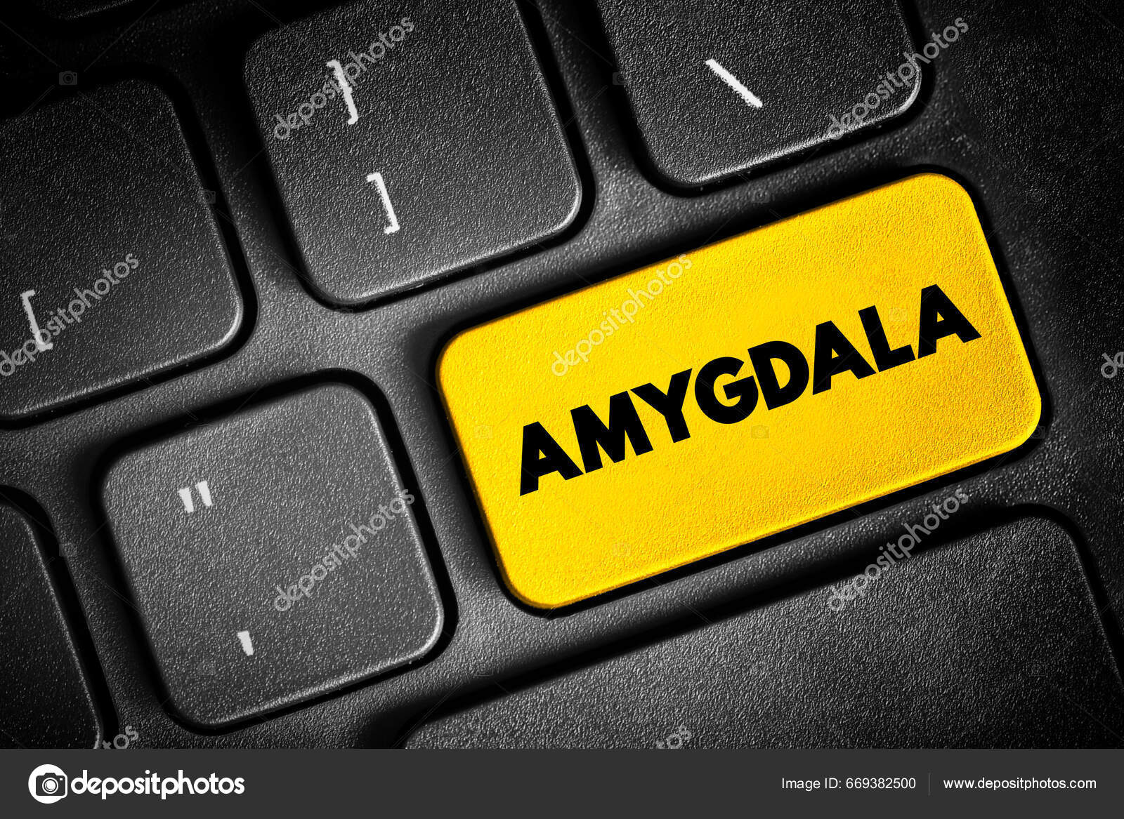 Amygdala Integrative Center Emotions Emotional Behavior Motivation Text ...