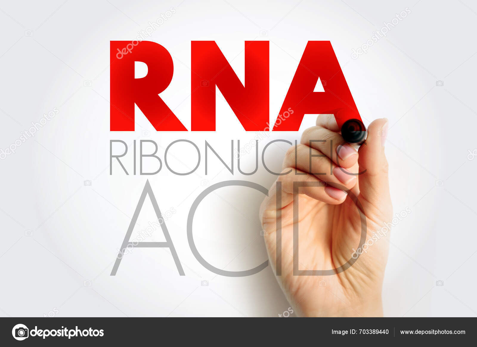 Arn Ácido Ribonucleico Molécula Polimérica Esencial Diversos Roles ...