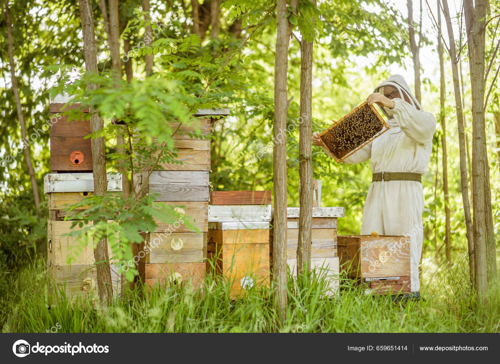Beekeeper Examining His Beehives Forest Beekeeping Professional ...