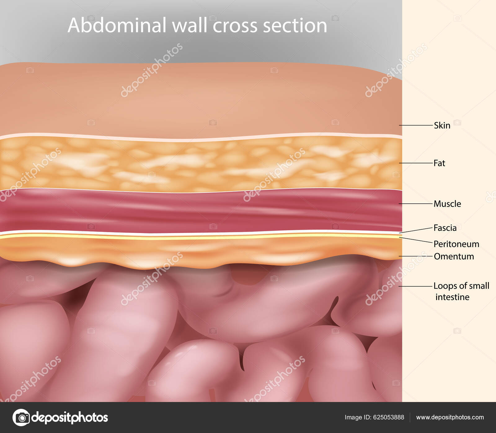 Capas De Tejido Abdominal